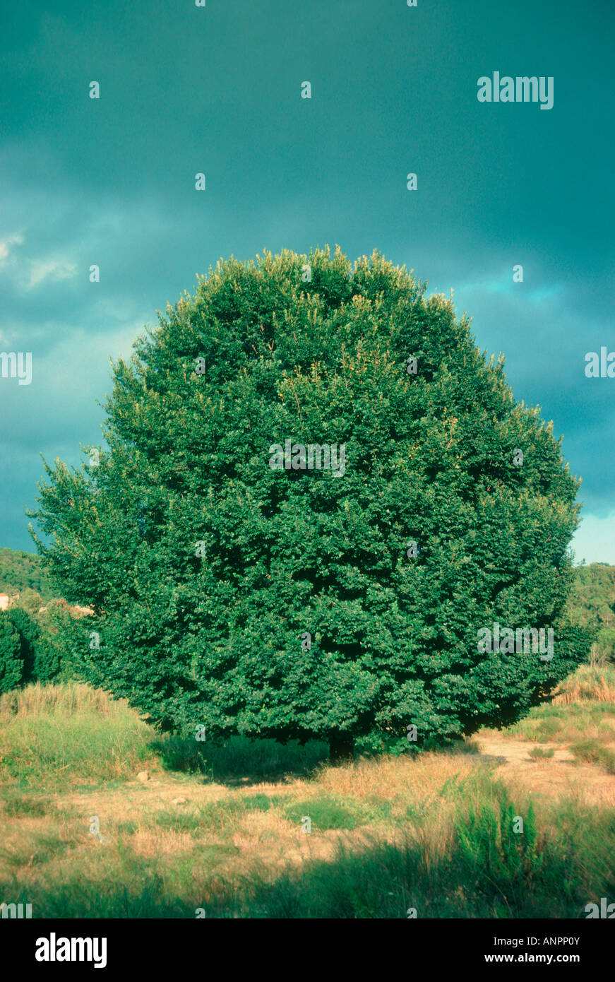 Smooth-leaf Elm (Ulmus minor, Ulmus campestris, Ulmus carpinifolia ...