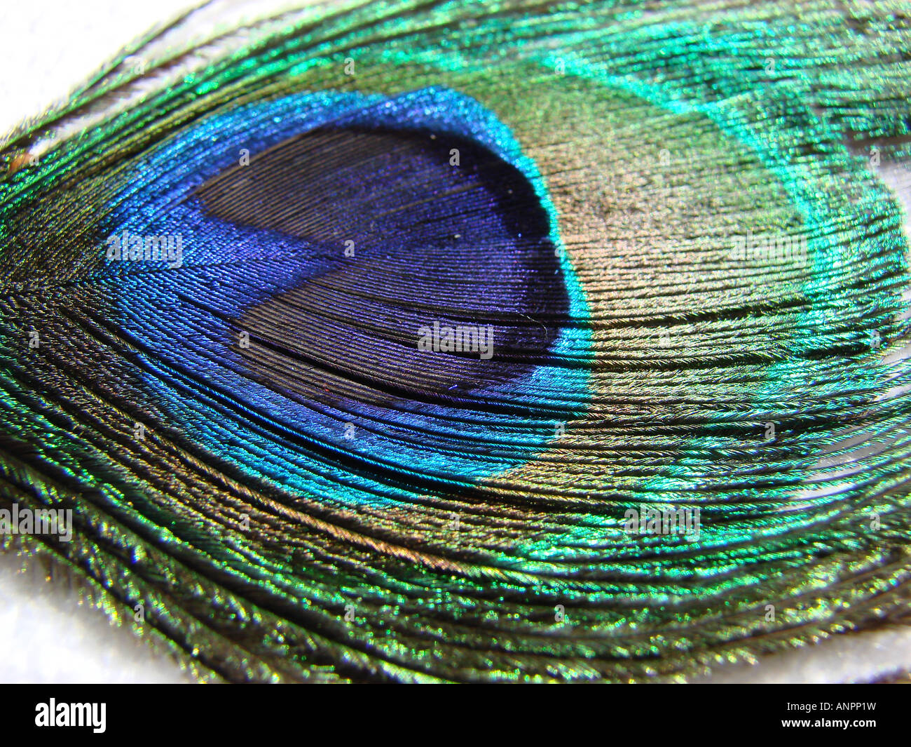 Feather of peacock Stock Photo - Alamy