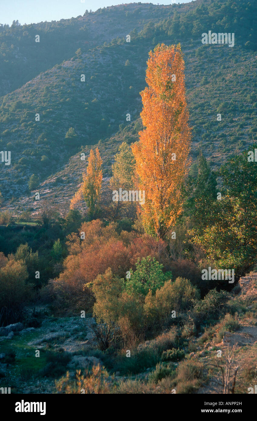 Black Poplar (Populus nigra) and other trees. Autumn. Teruel Province ...