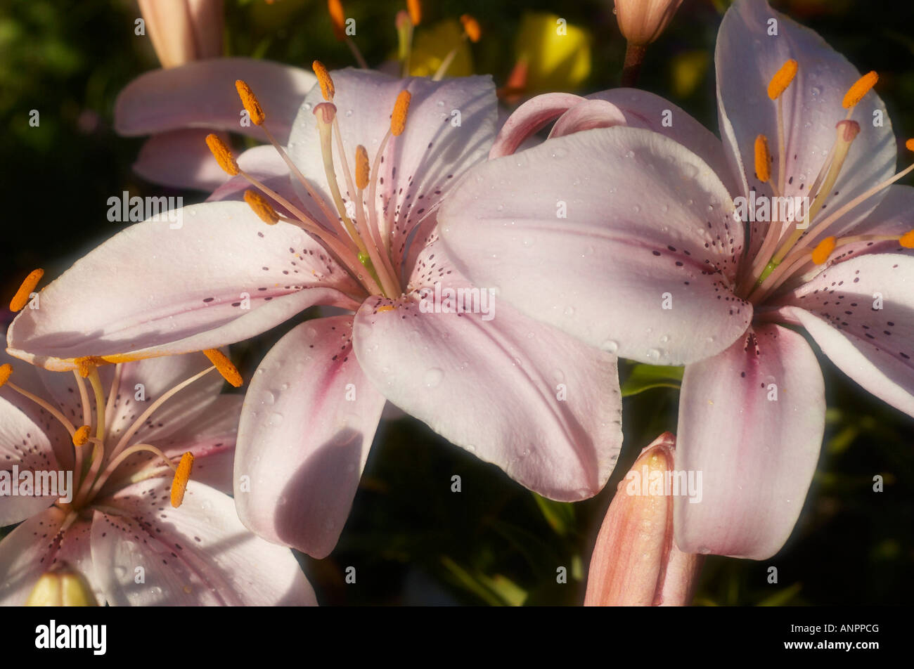 Lily intensive hi-res stock photography and images - Alamy
