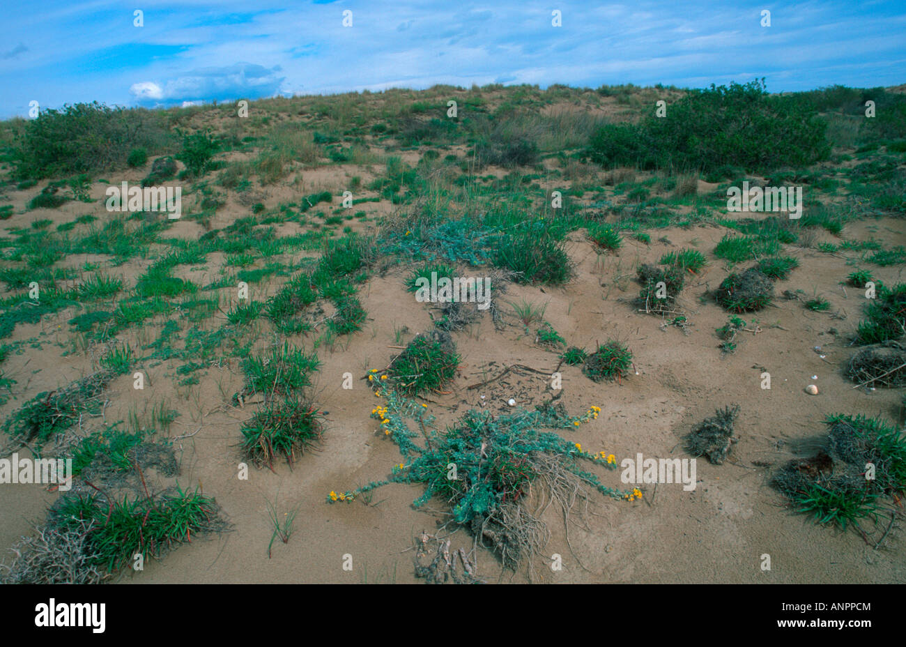 Different plants on a dune. Ebro River Delta Natural Park. Tarragona ...