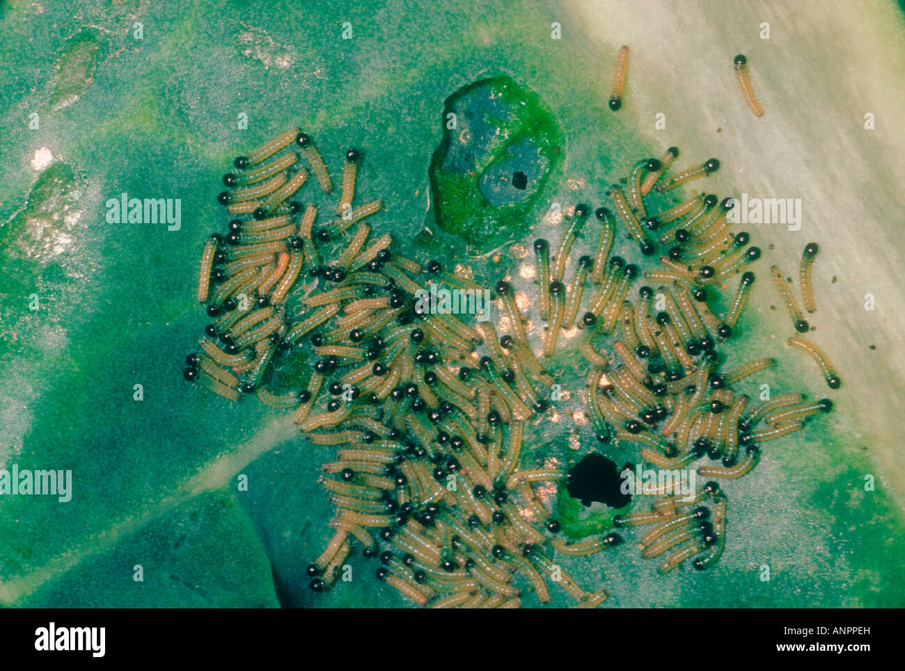 Large White, Pieris brasicae. Larvae eating a leaf Stock Photo - Alamy