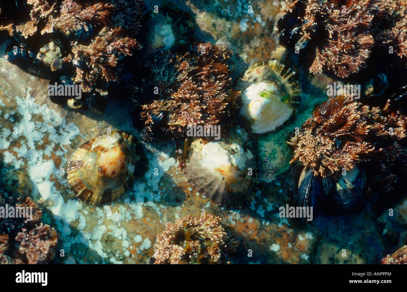 Limpets, Patella rustica Stock Photo - Alamy