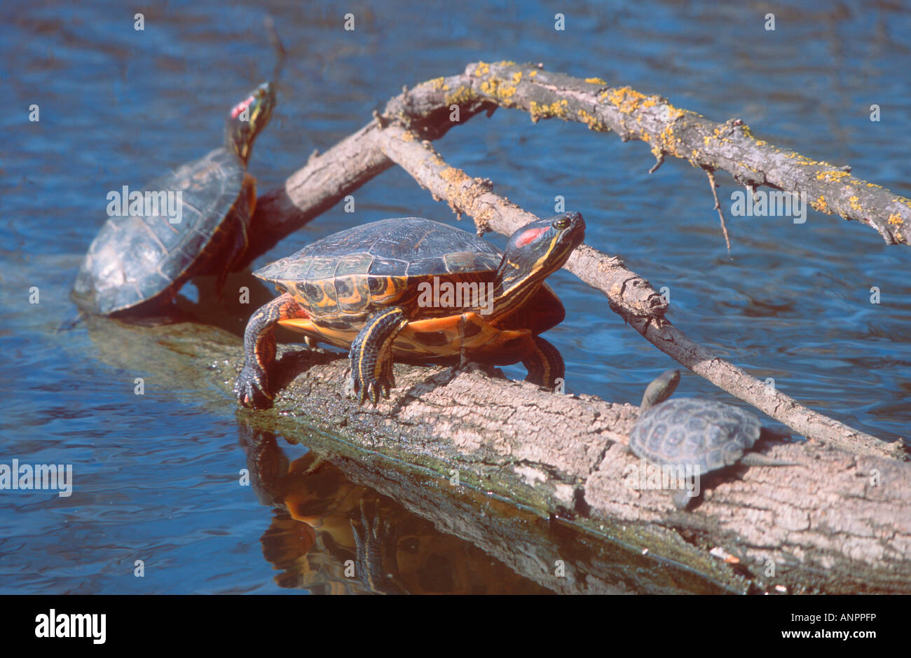 Red Eared Turtle, Pseudemys scripta elegans. Group sunbathing Stock ...