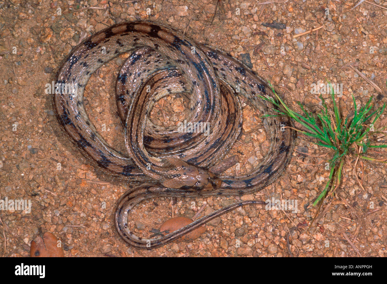 Ladder and snake hi-res stock photography and images - Alamy