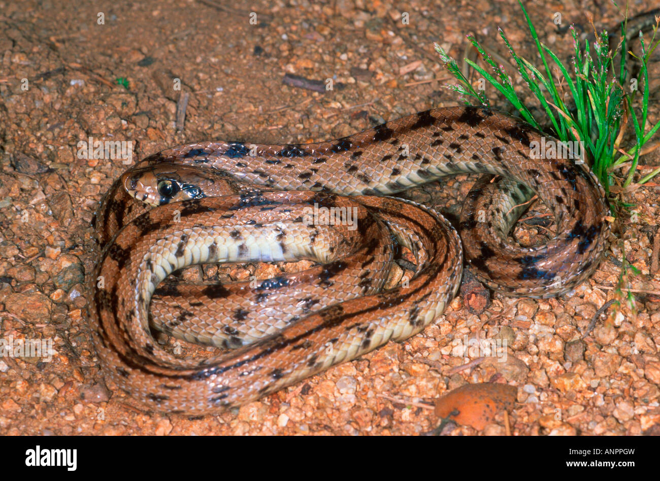 Ladder snake hi-res stock photography and images - Alamy