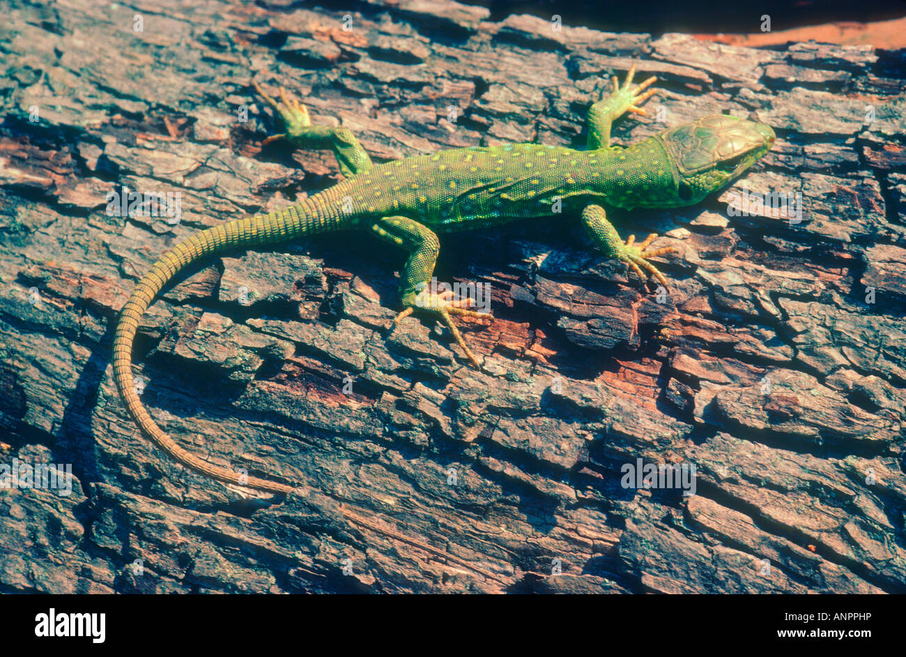 Ocellated Lizard, Timon lepidus. Young sunbathing on bark Stock Photo ...