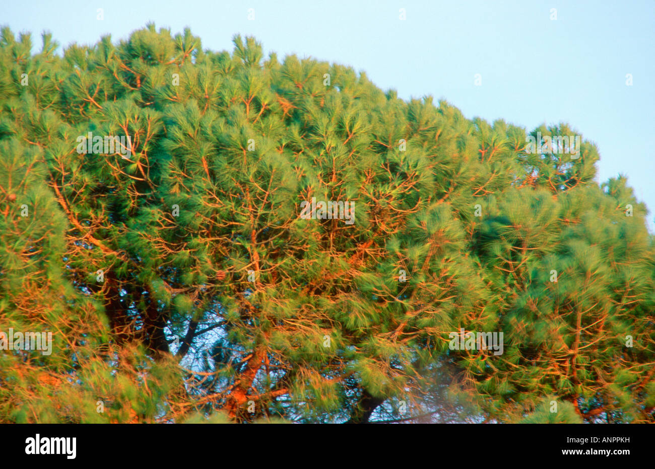 Pine Trees, Pinus pinea. Stems moving by the wind Stock Photo - Alamy