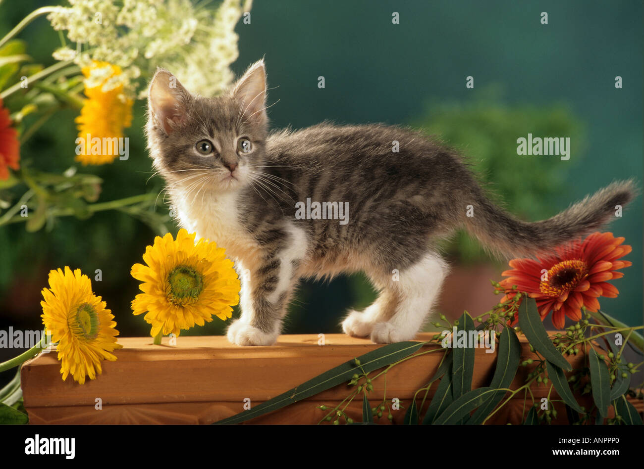 Cat between plants hi-res stock photography and images - Alamy