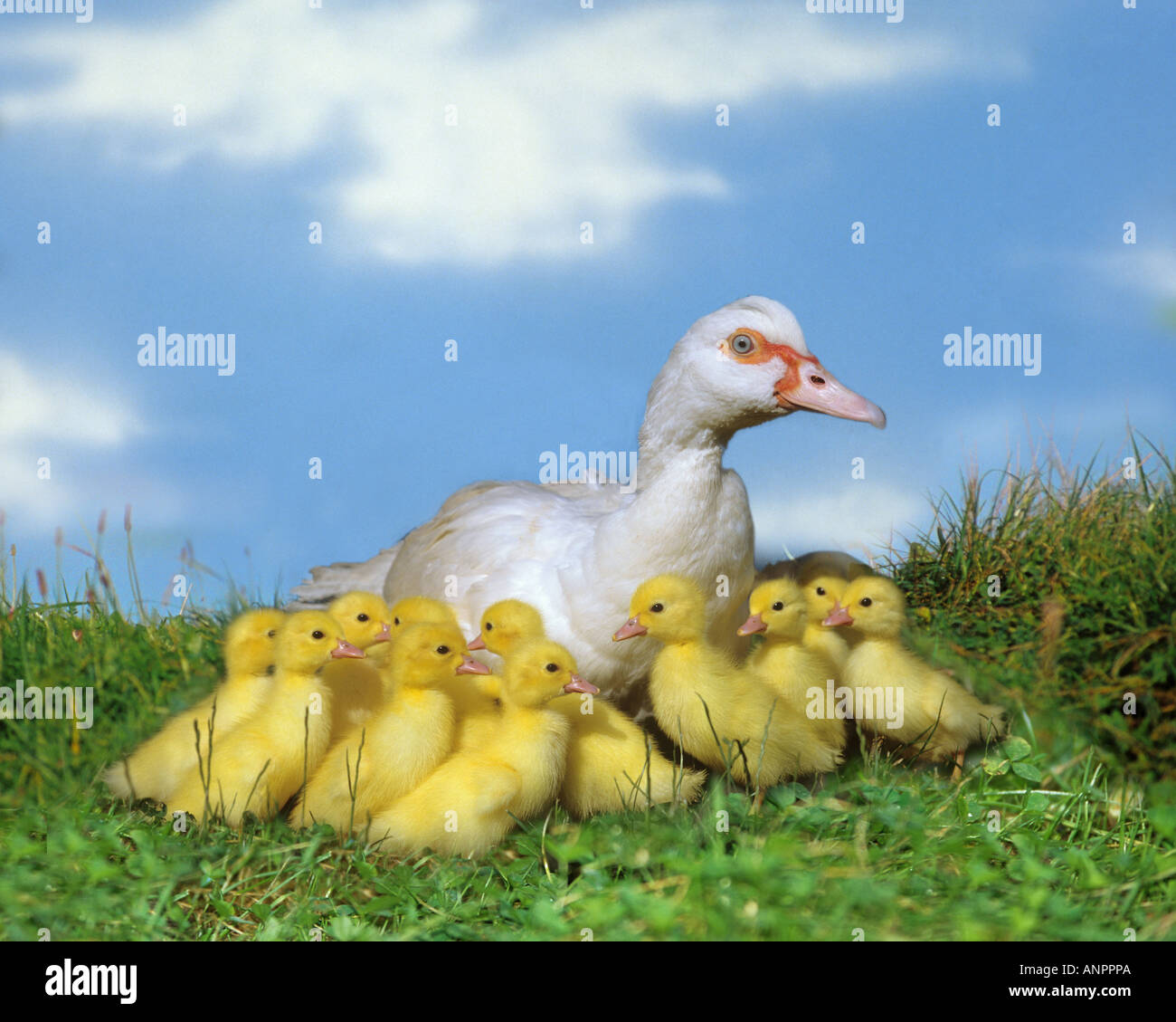 Canard meadow hi-res stock photography and images - Alamy