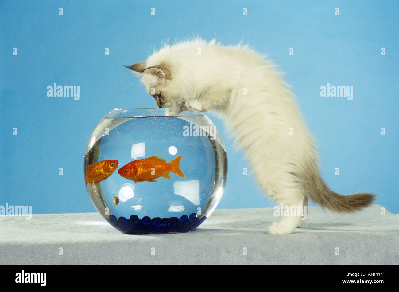 Sacred cat of Burma - kitten looking into fishbowl Stock Photo - Alamy