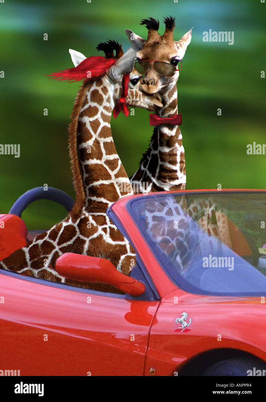 Giraffe with bow tie hi-res stock photography and images - Alamy