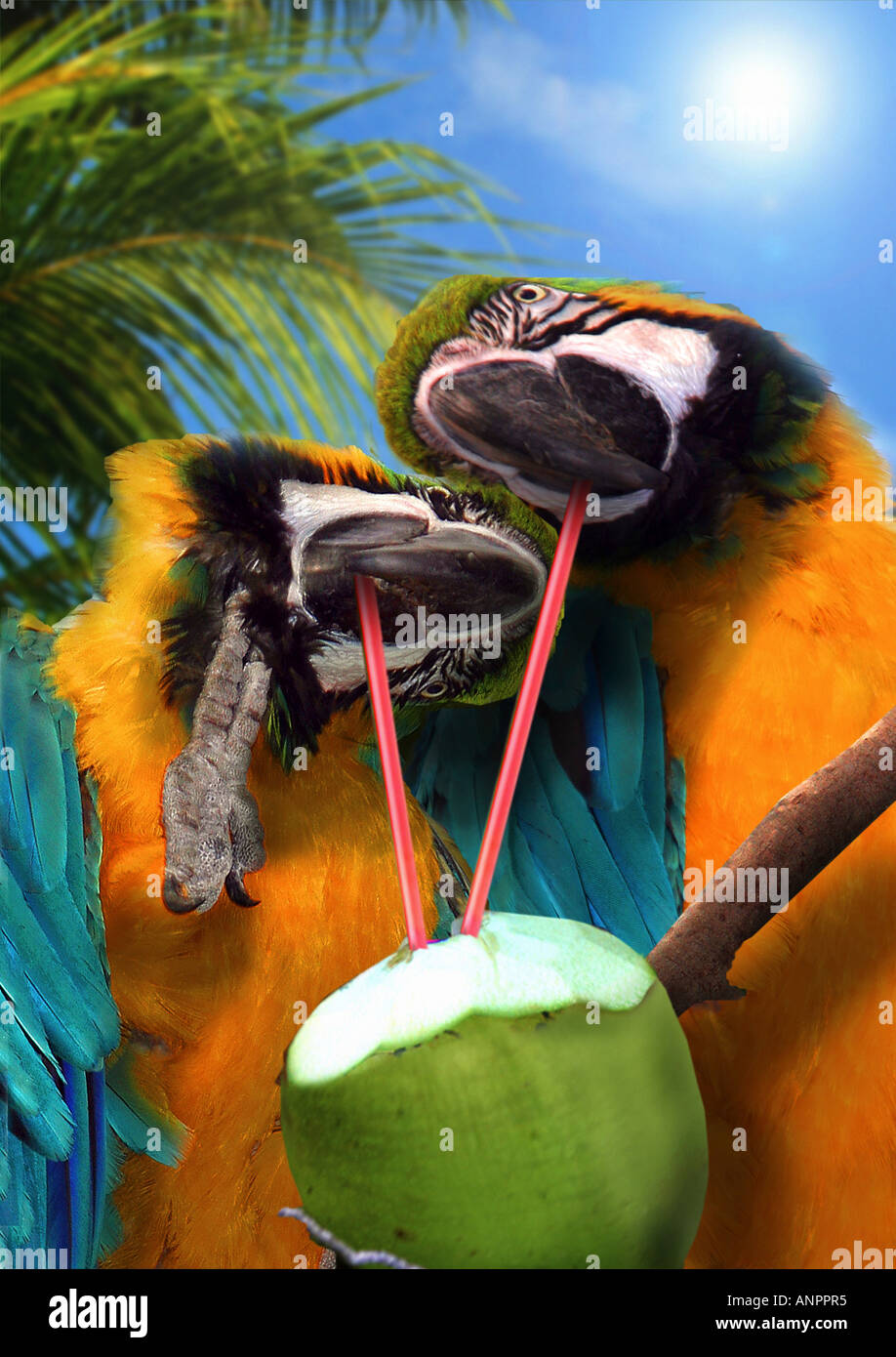 two macaws - trinking with straw Stock Photo - Alamy