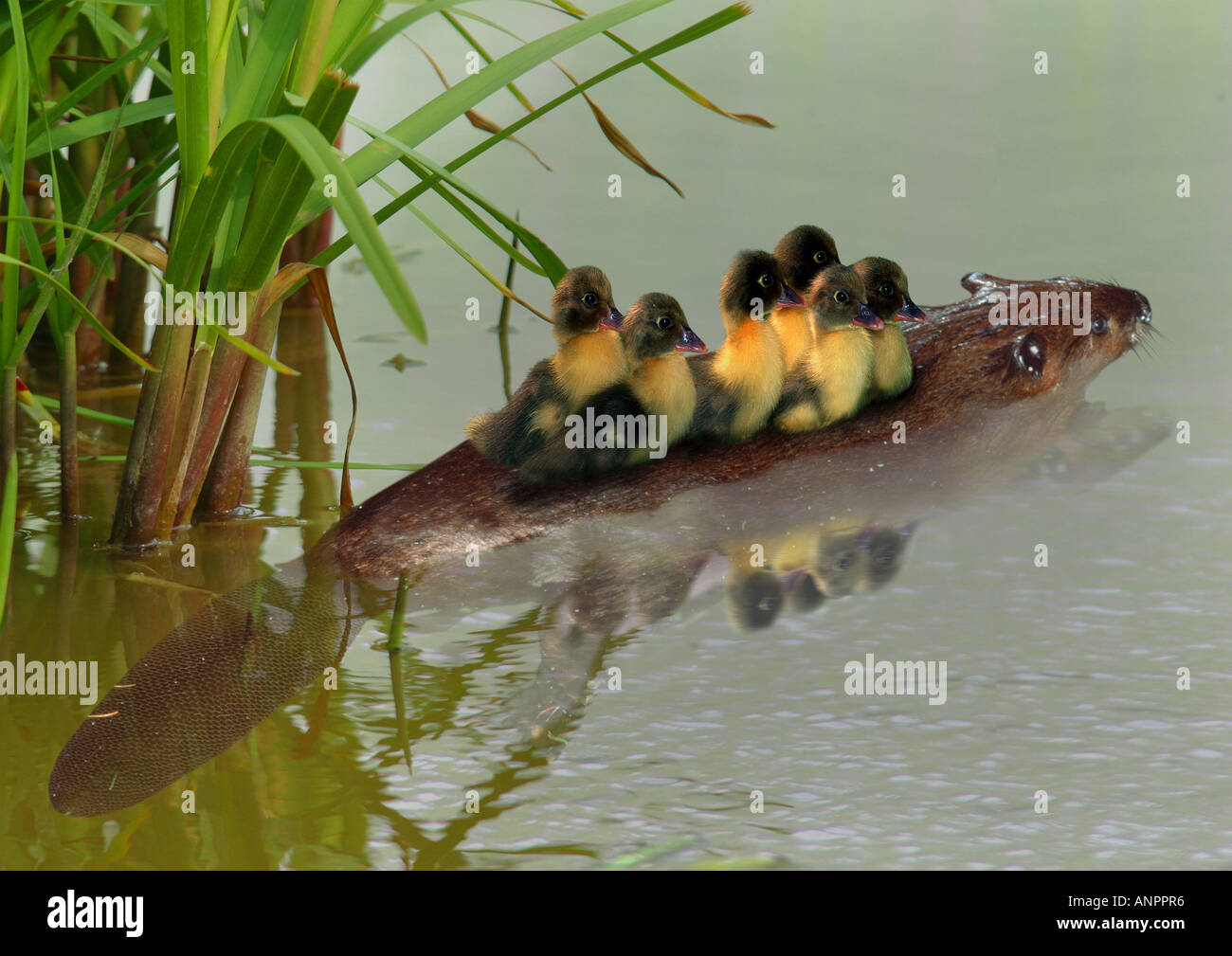Beaver duck hi-res stock photography and images - Alamy