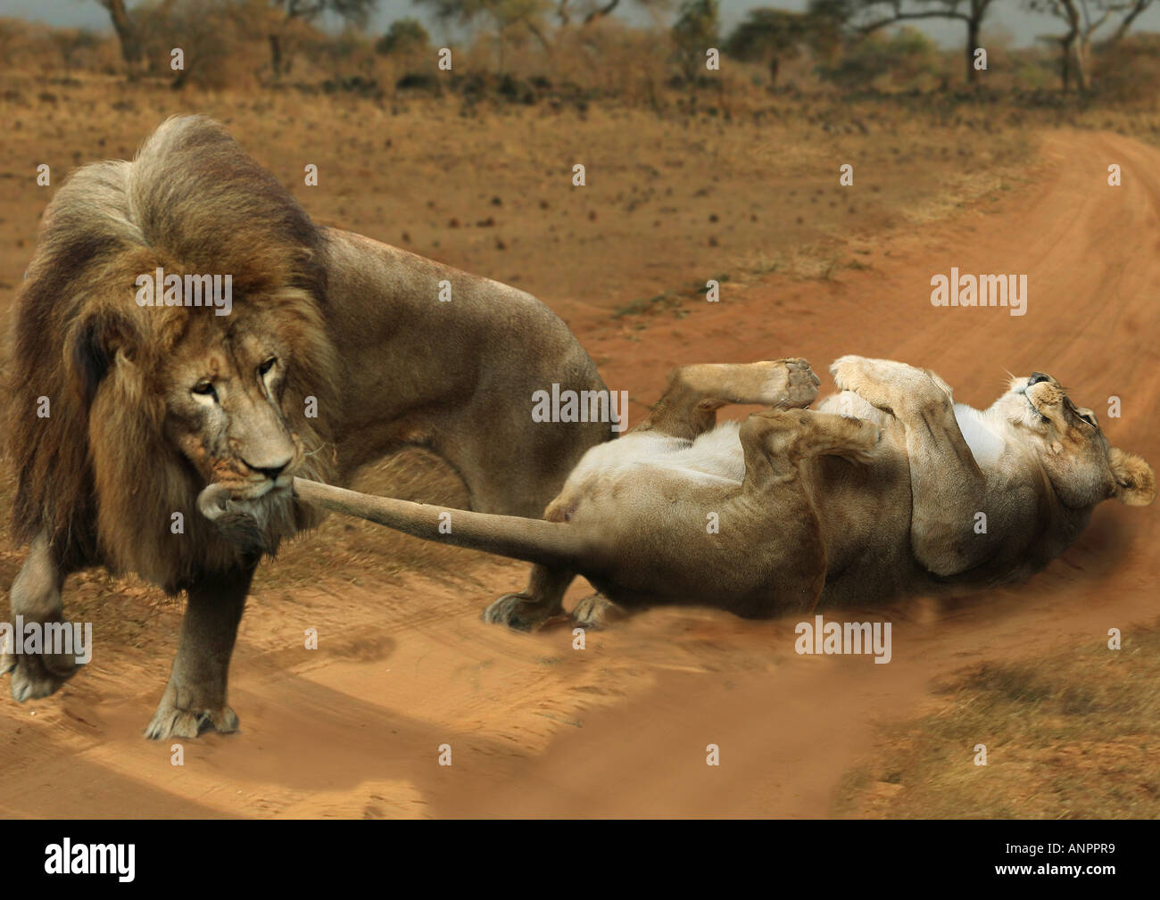 lion pulls lioness on tail Stock Photo - Alamy