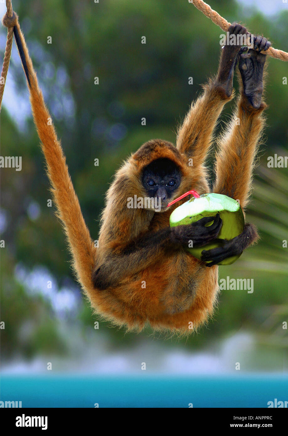 spider monkey - drinking with straw Stock Photo - Alamy