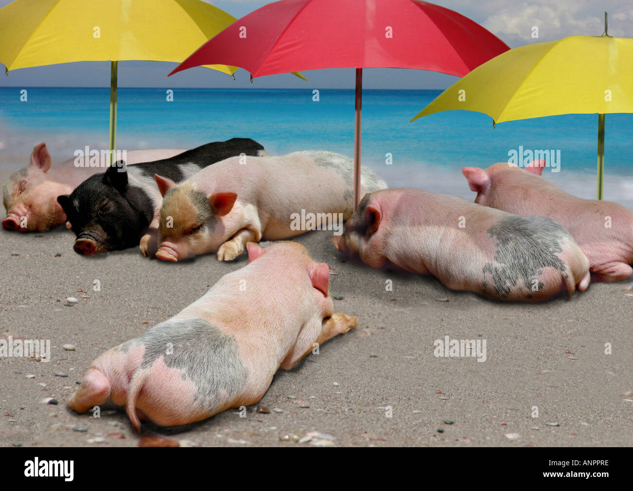 Six piglets hi-res stock photography and images - Alamy