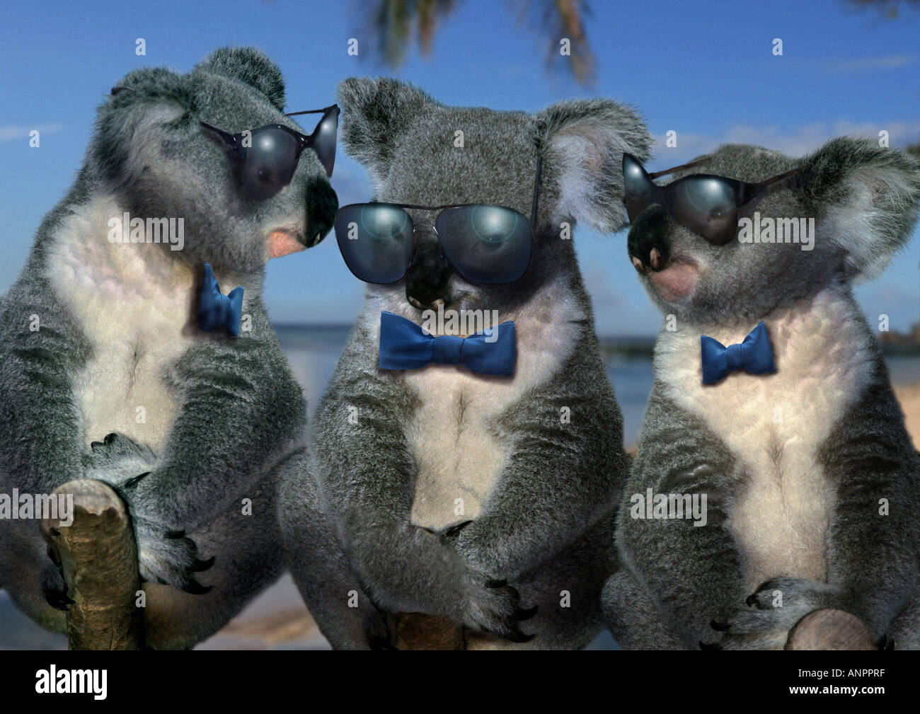 three koalas / Phascolarctos cinereus Stock Photo - Alamy