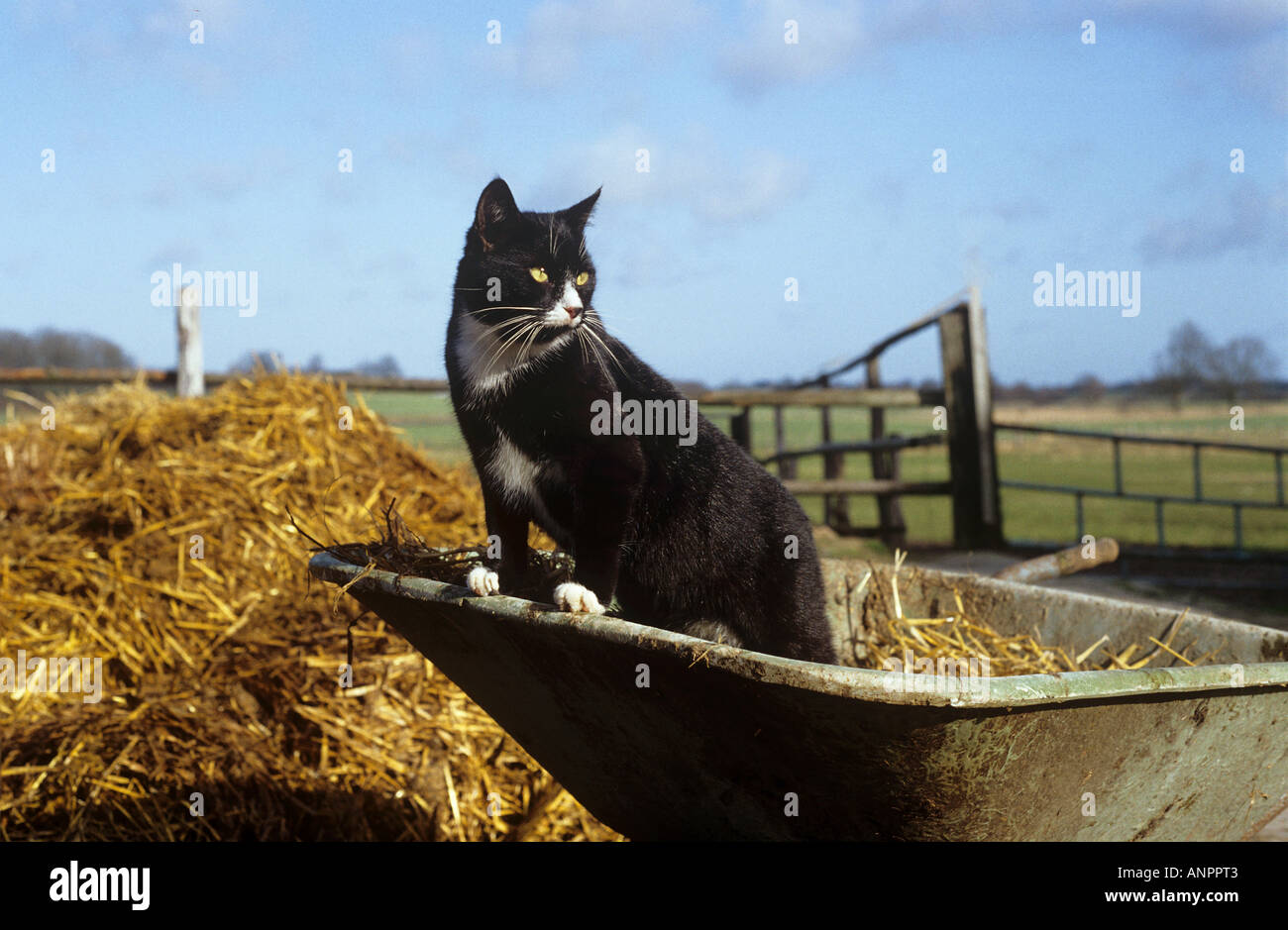 domestic cat in wheelbarrow Stock Photo - Alamy