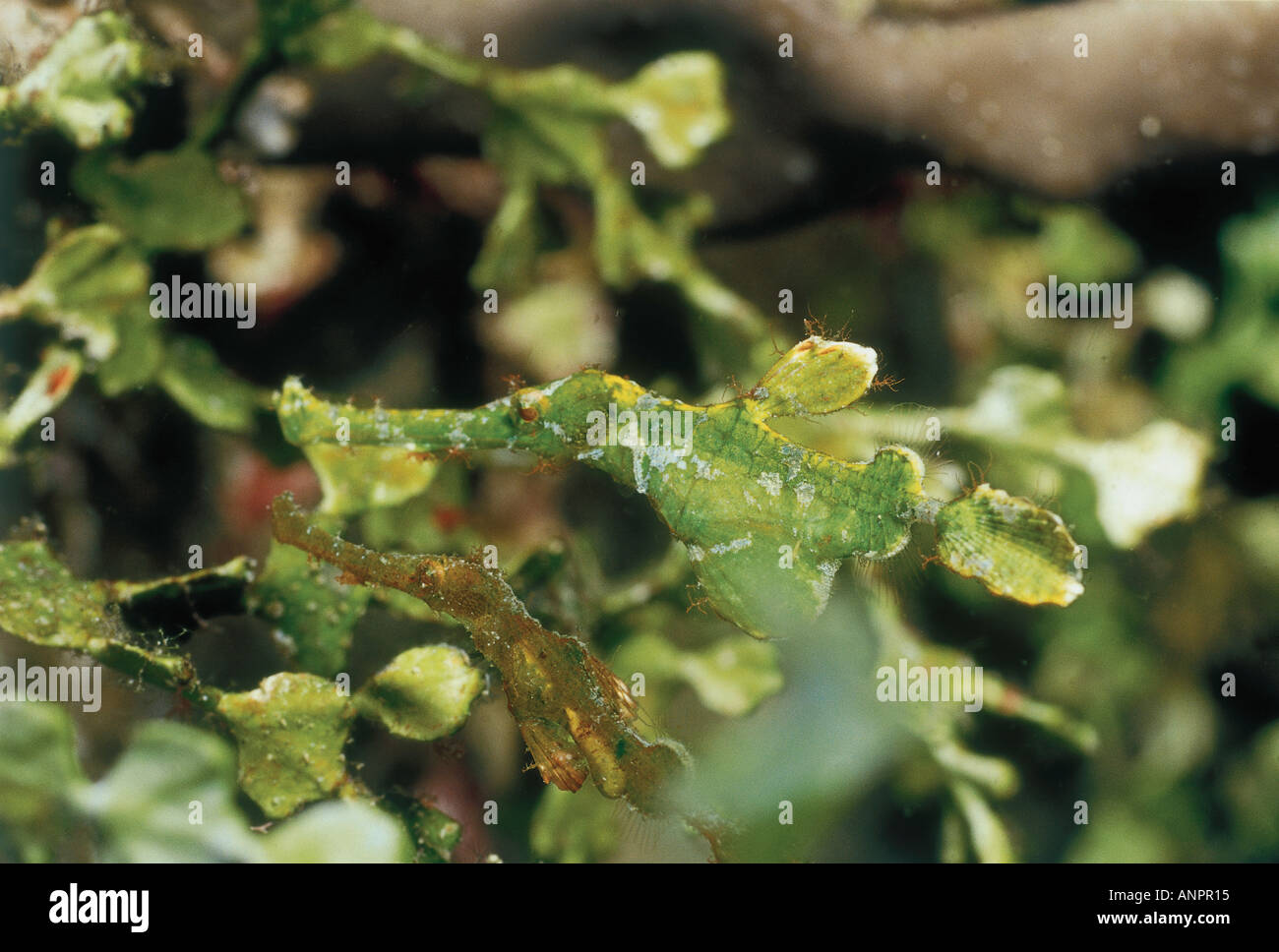 Nose-to-nose male and female Halimeda Ghost Pipefish (Solenostomos ...
