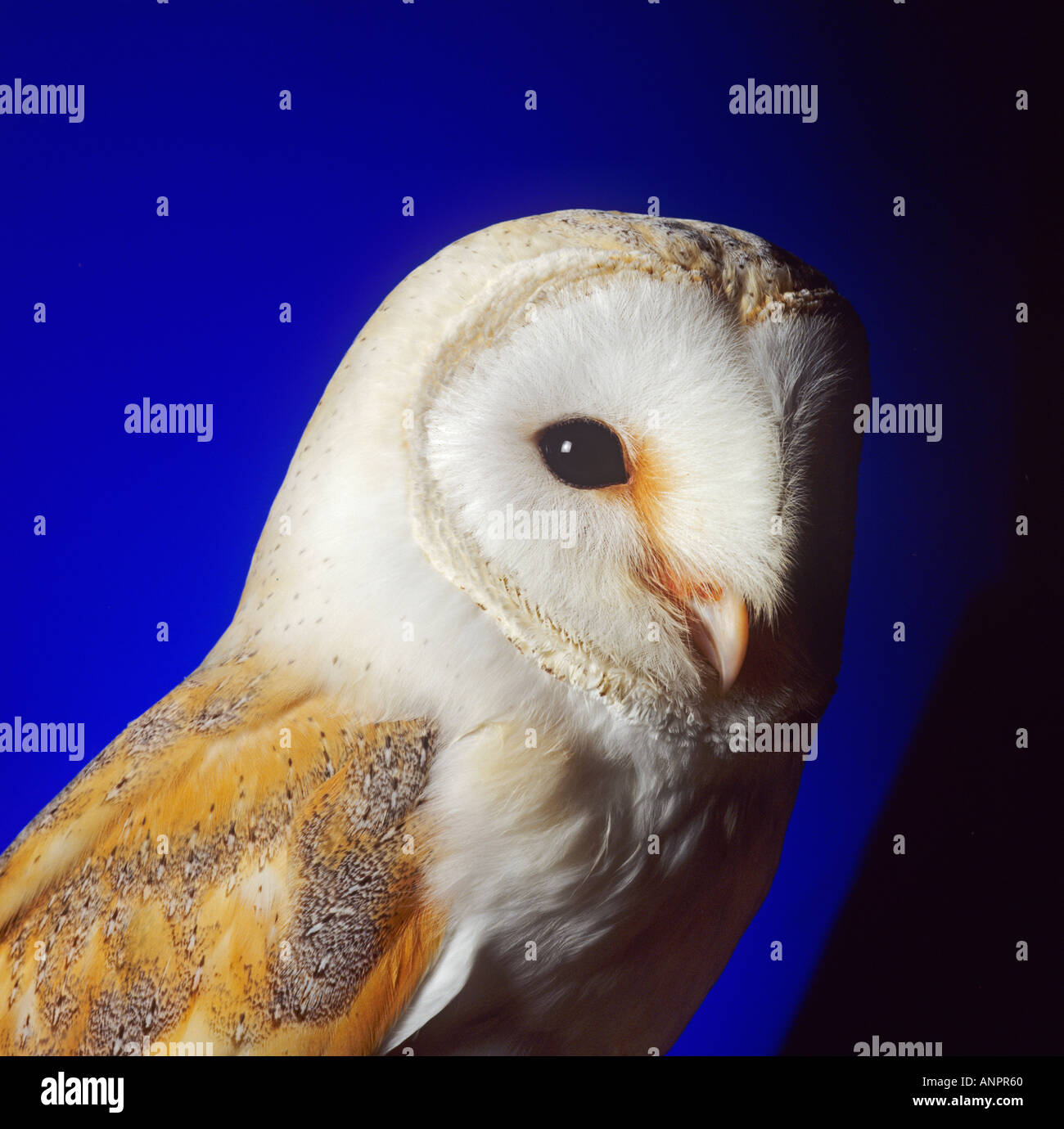 BARN OWL young studio portrait of young live Barn Owl in studio ...