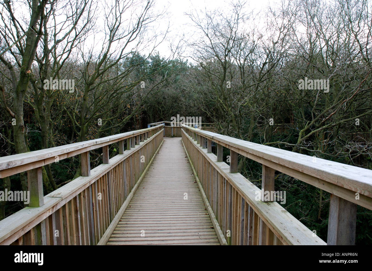 Tree Top Way, Salcey Forest, Northamptonshire, England, UK Stock Photo ...
