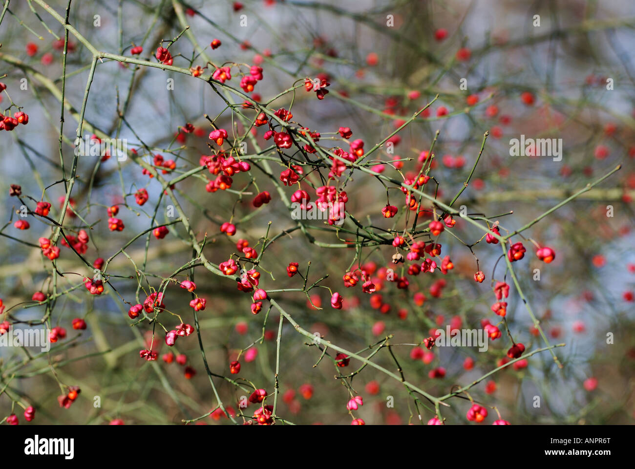 Spindle tree britain hi-res stock photography and images - Alamy