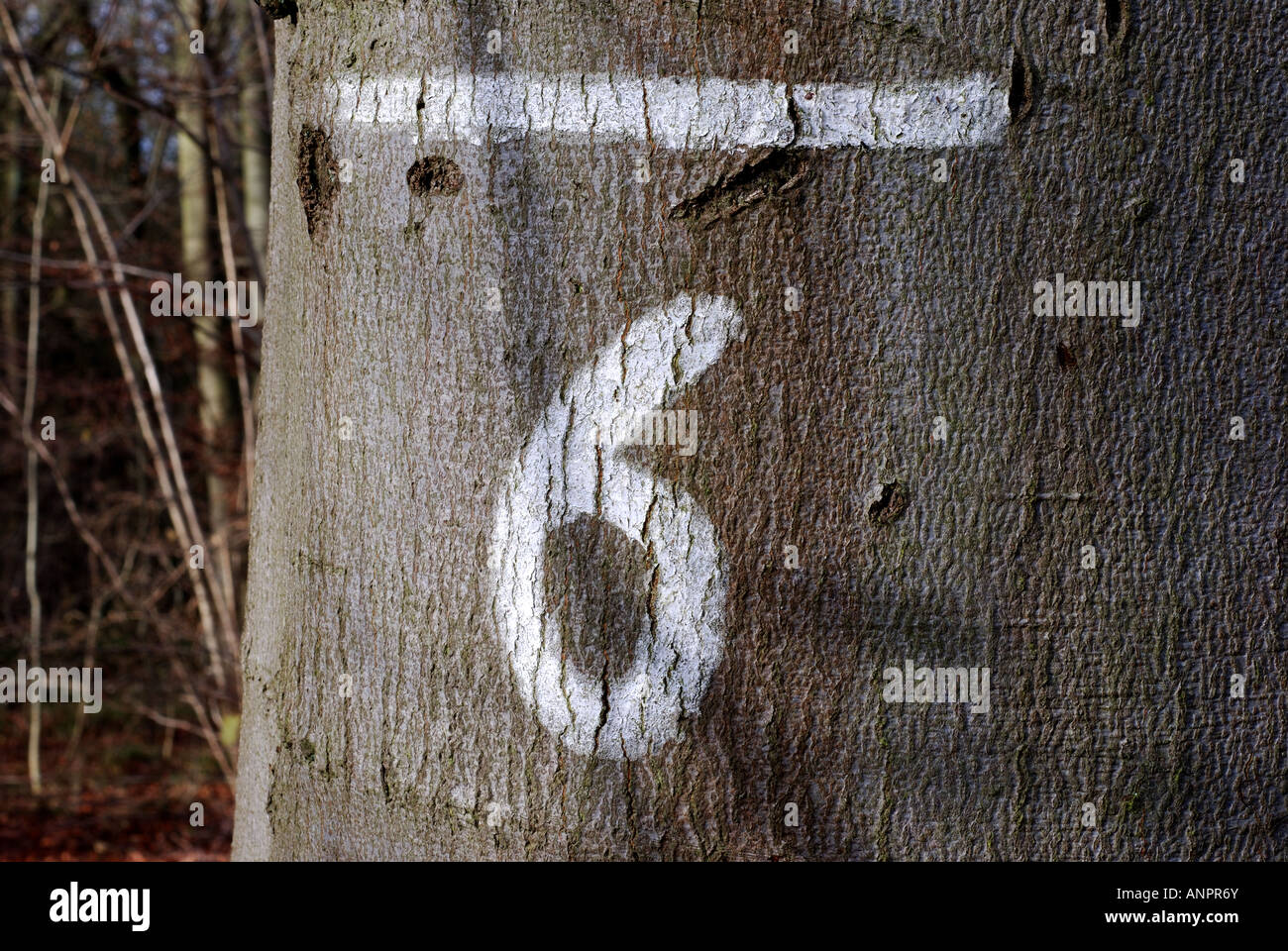 6 numbered hi-res stock photography and images - Alamy