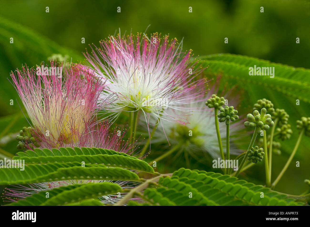 Mimosa tree hi-res stock photography and images - Alamy