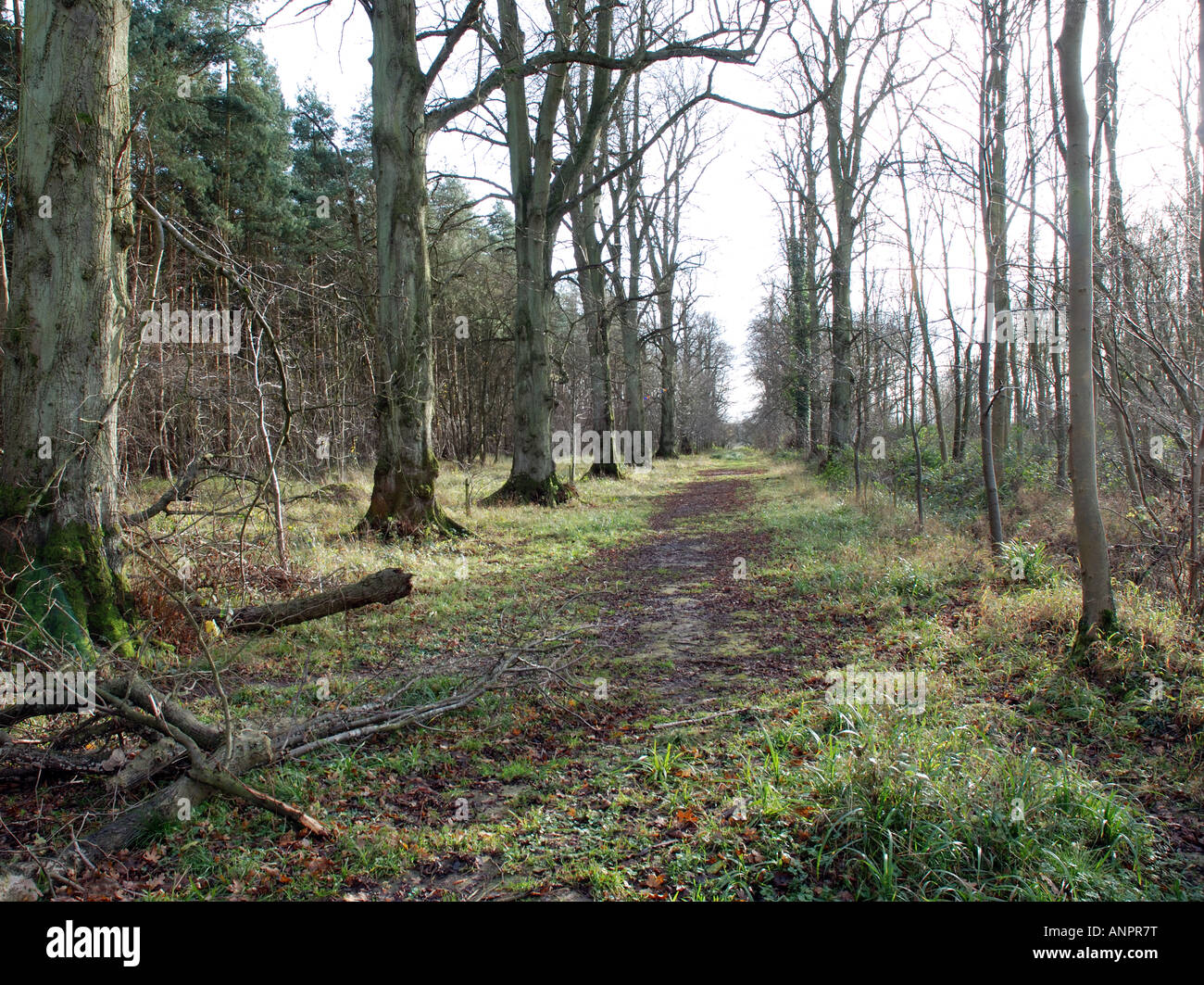Lime Avenue, Salcey Forest, Northamptonshire, England, UK Stock Photo ...
