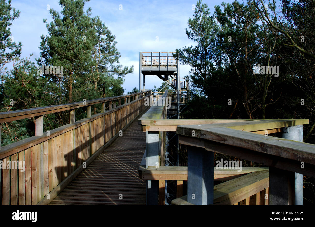 Tree Top Way, Salcey Forest, Northamptonshire, England, UK Stock Photo ...