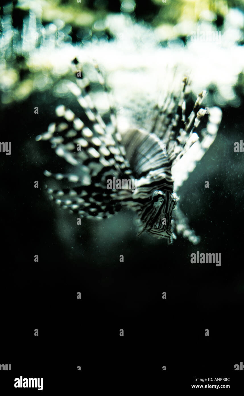 Zebra fish eye hi-res stock photography and images - Alamy