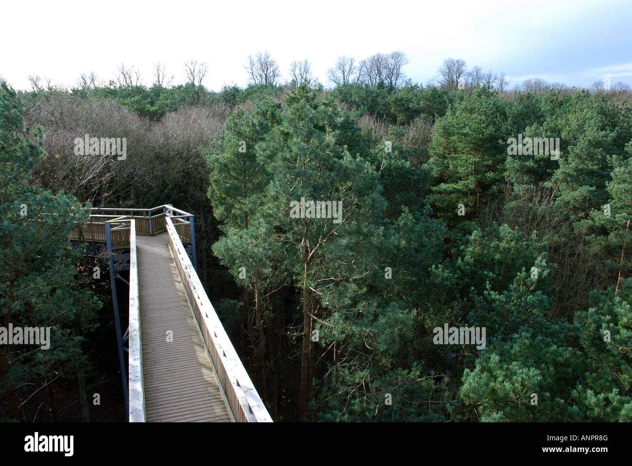 Tree Top Way, Salcey Forest, Northamptonshire, England, UK Stock Photo ...