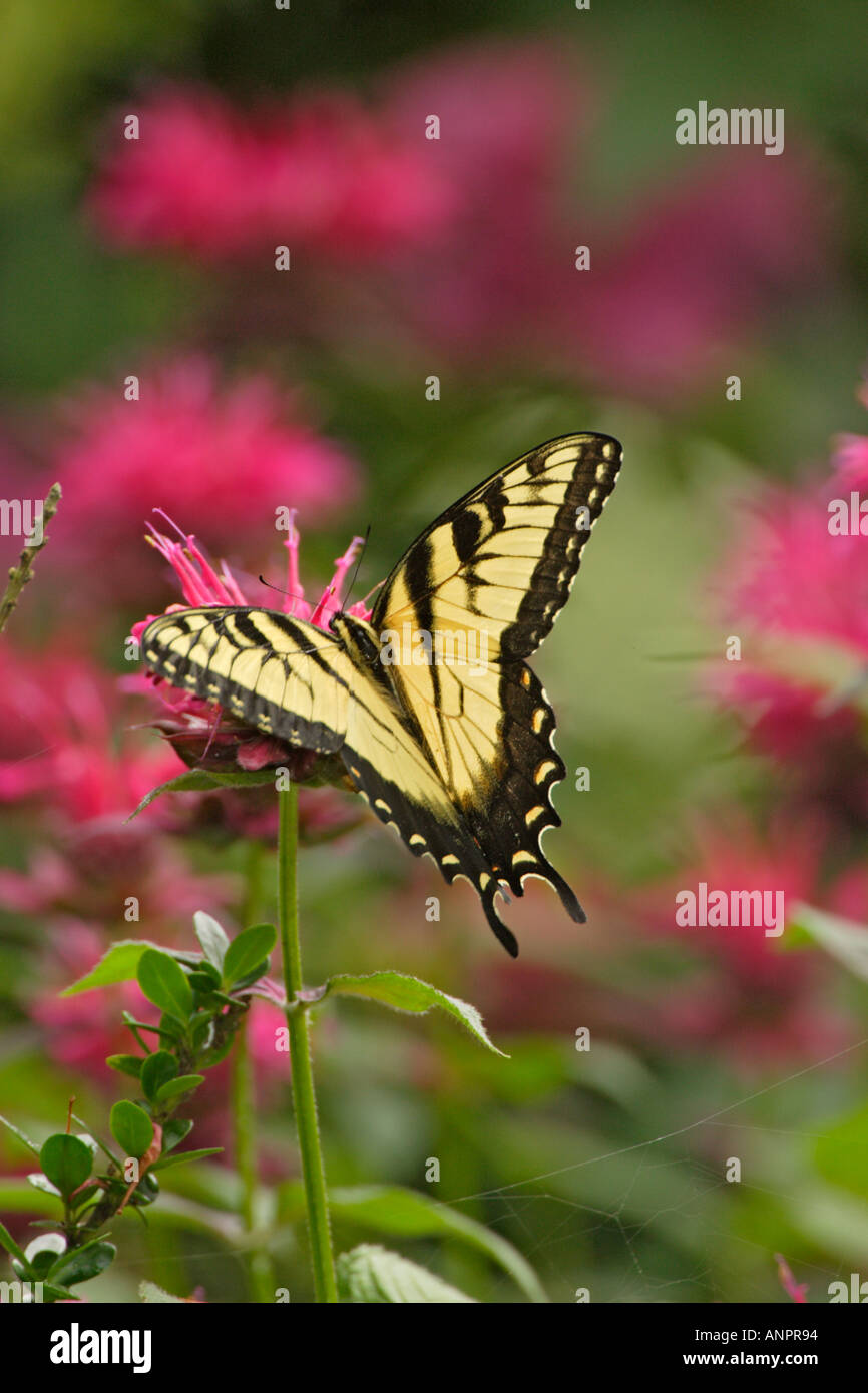 Swallow tailed Butterfly Stock Photo - Alamy