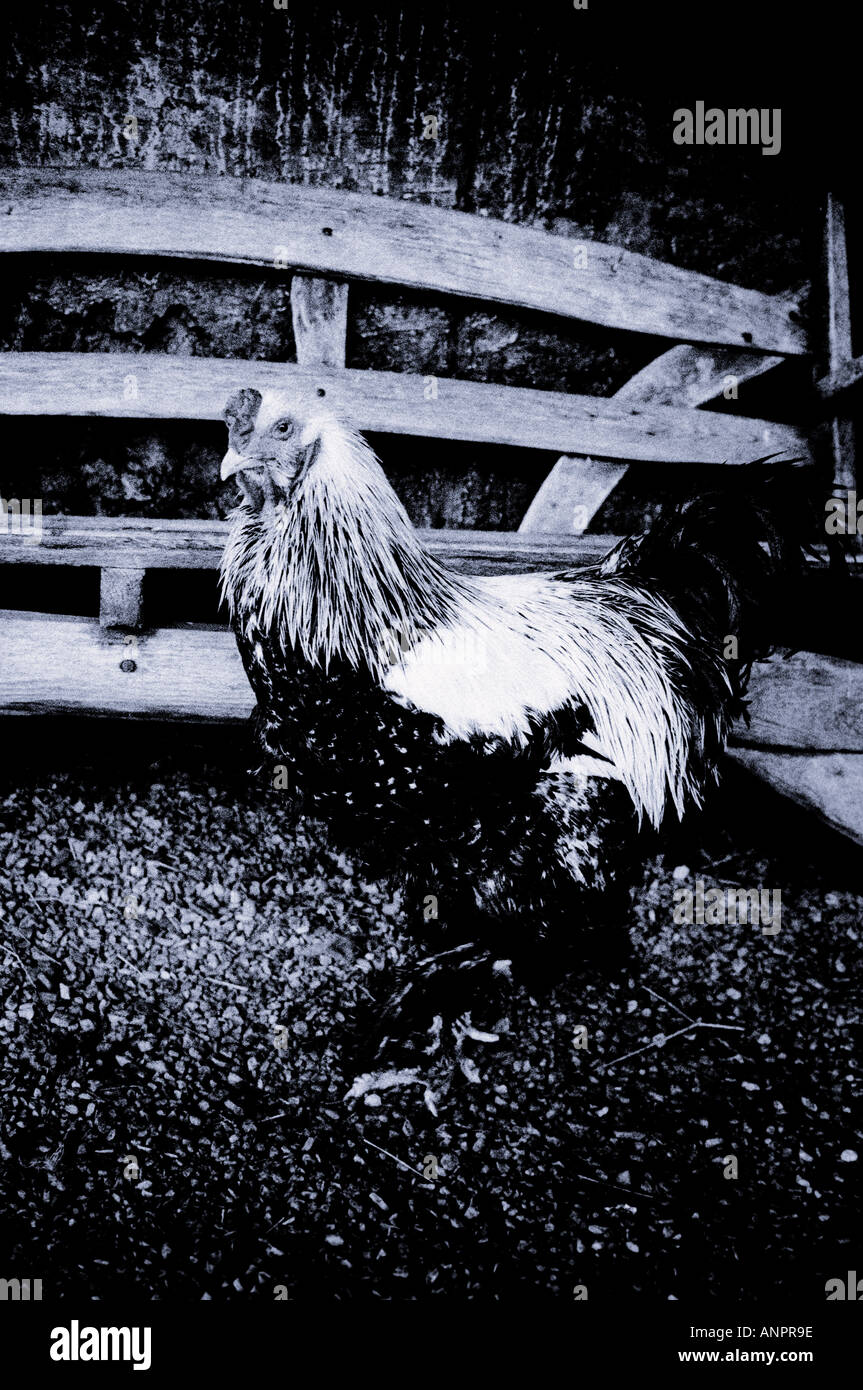 Black cockerel hi-res stock photography and images - Alamy