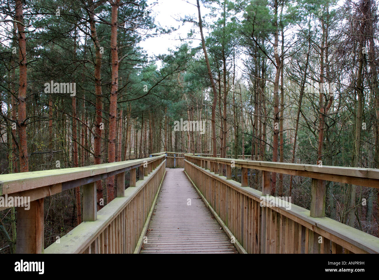 Tree Top Way, Salcey Forest, Northamptonshire, England, UK Stock Photo ...
