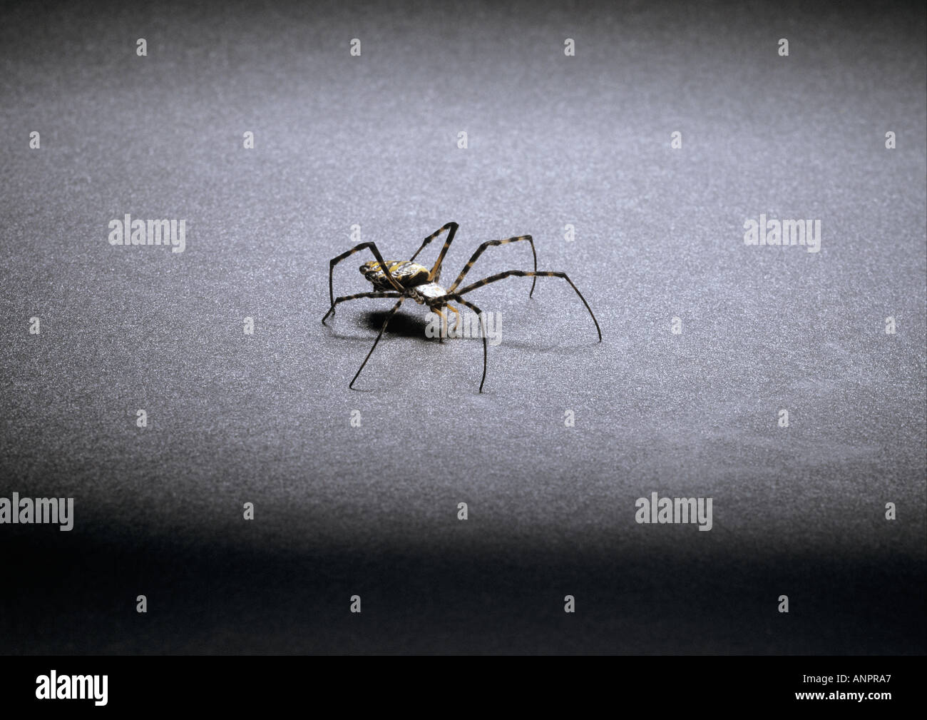 Spindly legs hi-res stock photography and images - Alamy