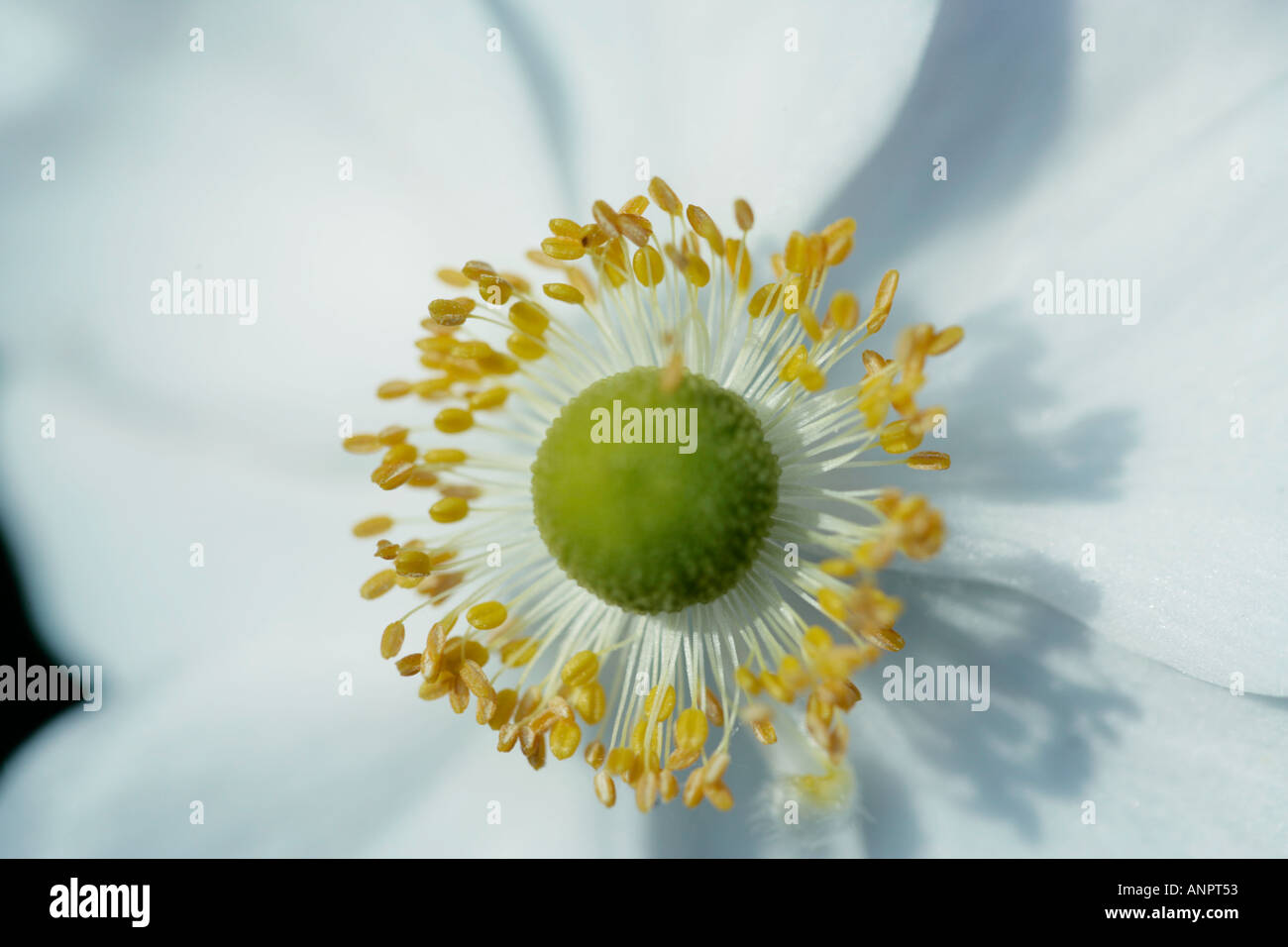 White anemone yellow centre hi-res stock photography and images - Alamy