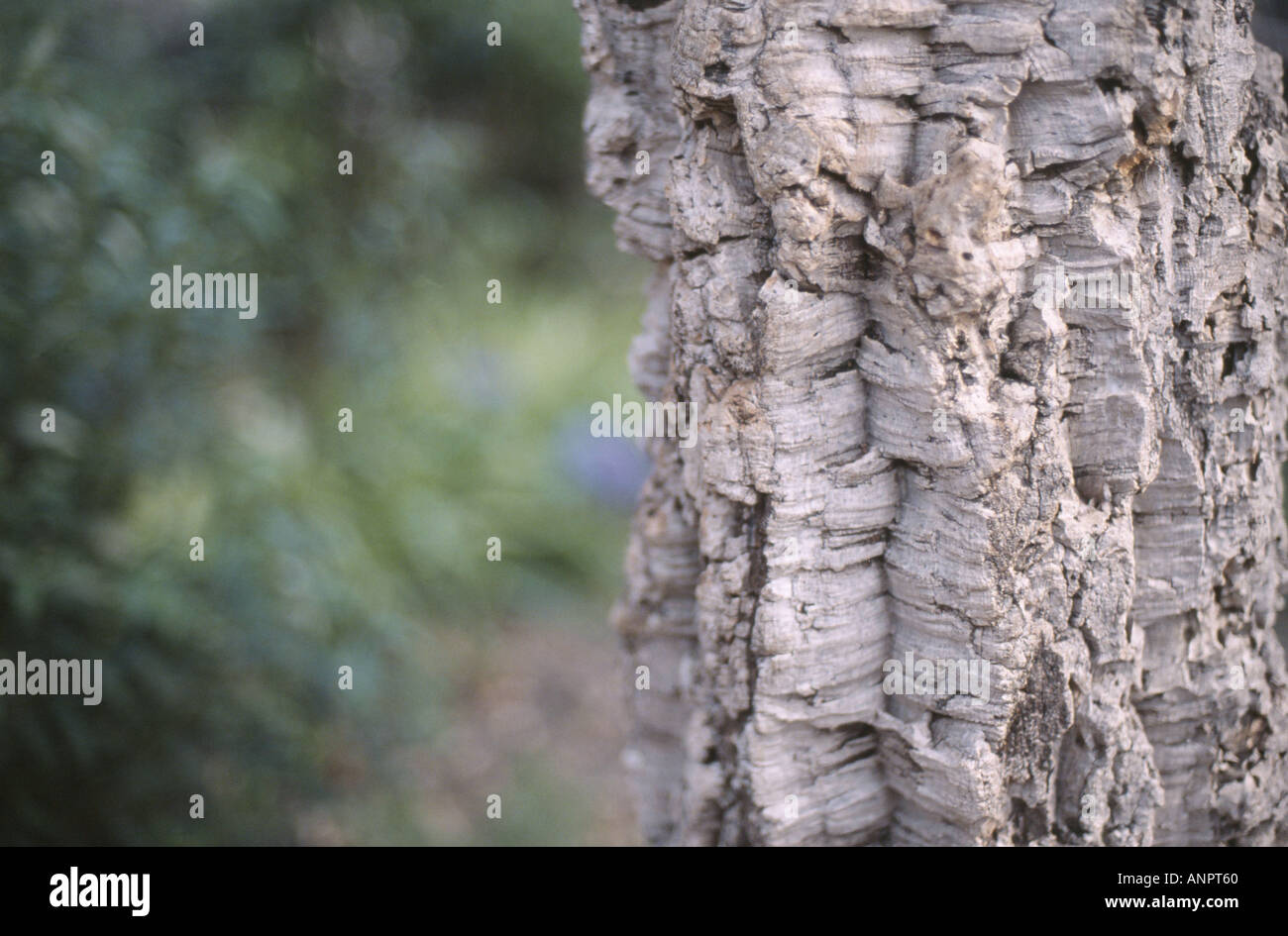 Tree of life garden of eden hi-res stock photography and images - Alamy