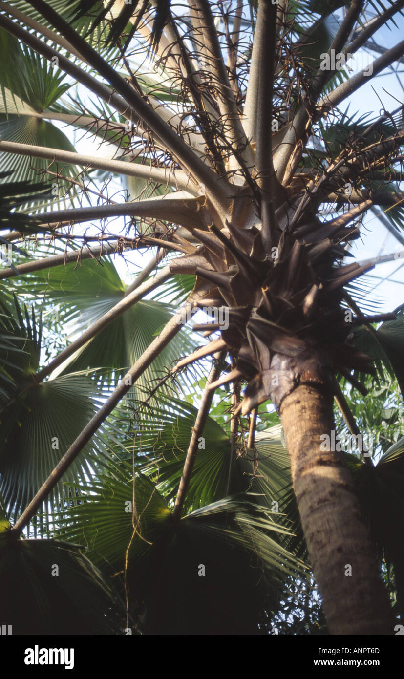 coco de mer Stock Photo - Alamy