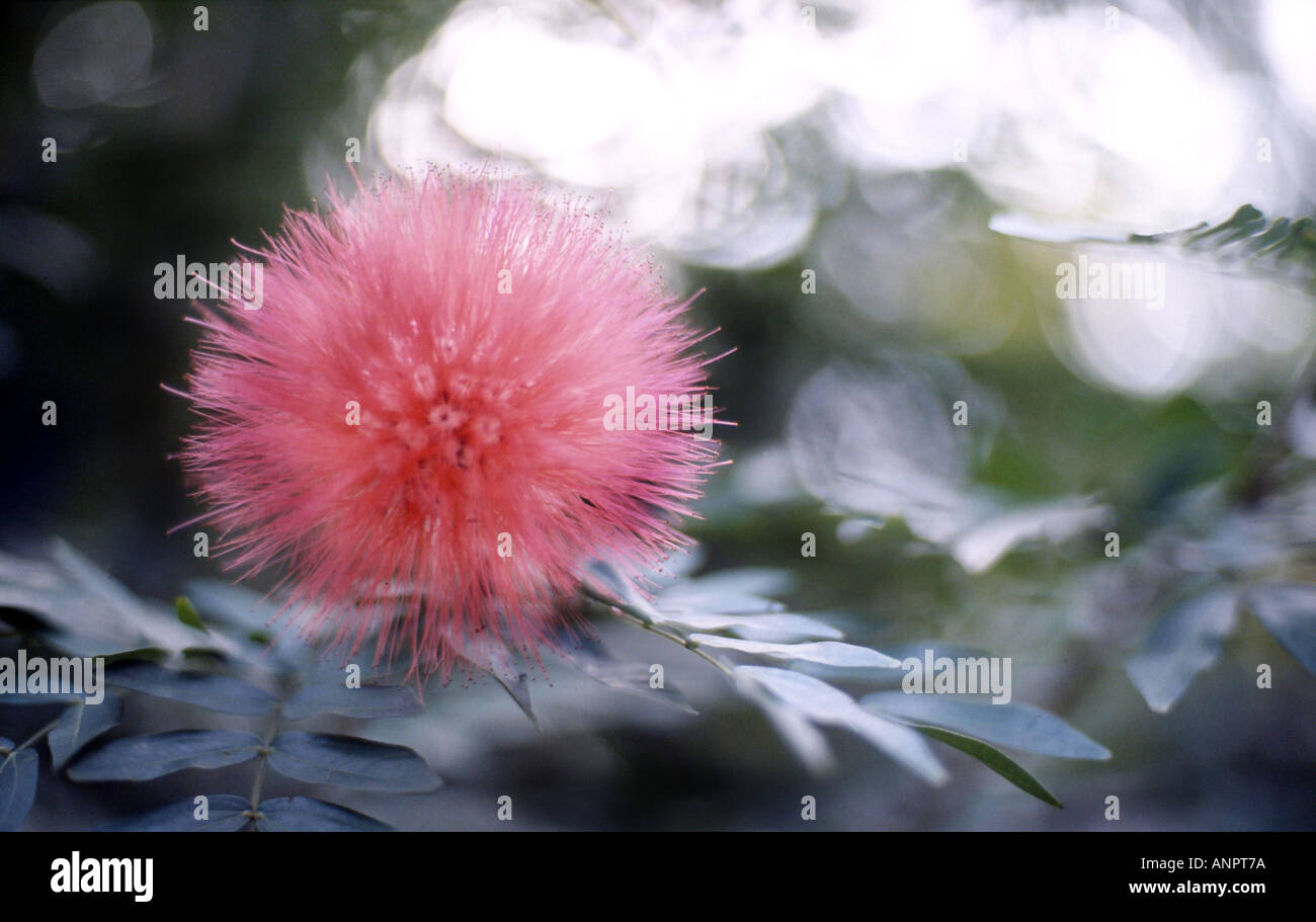 Pom pom flower hi-res stock photography and images - Alamy