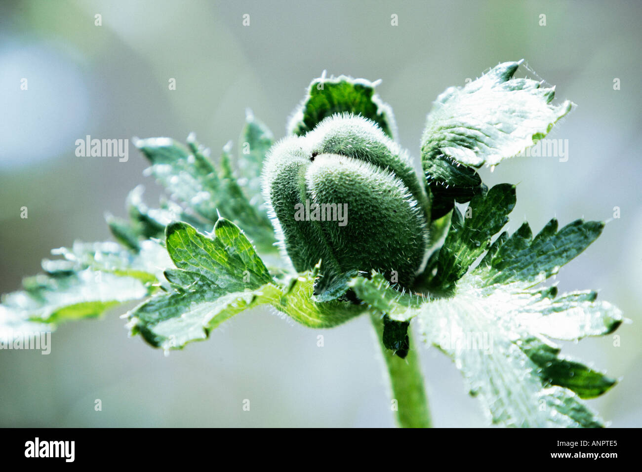Poppy bus hi-res stock photography and images - Alamy