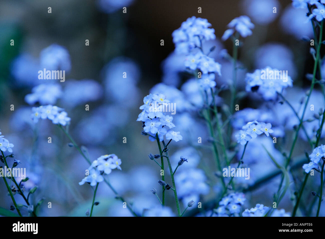 Group of forget-me-nots Stock Photo - Alamy