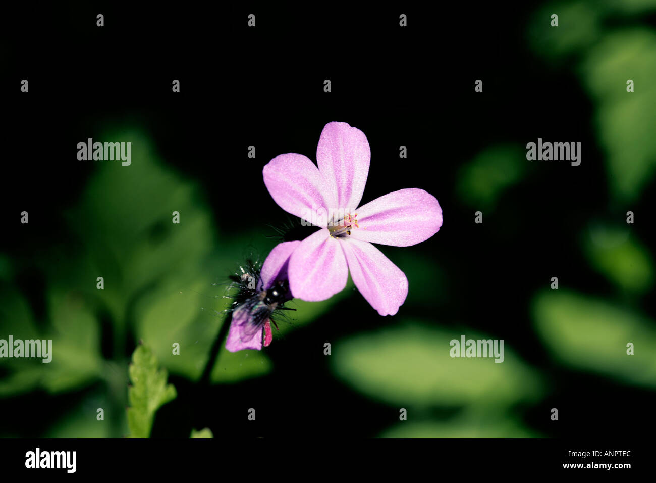 Single flower plant hi-res stock photography and images - Alamy