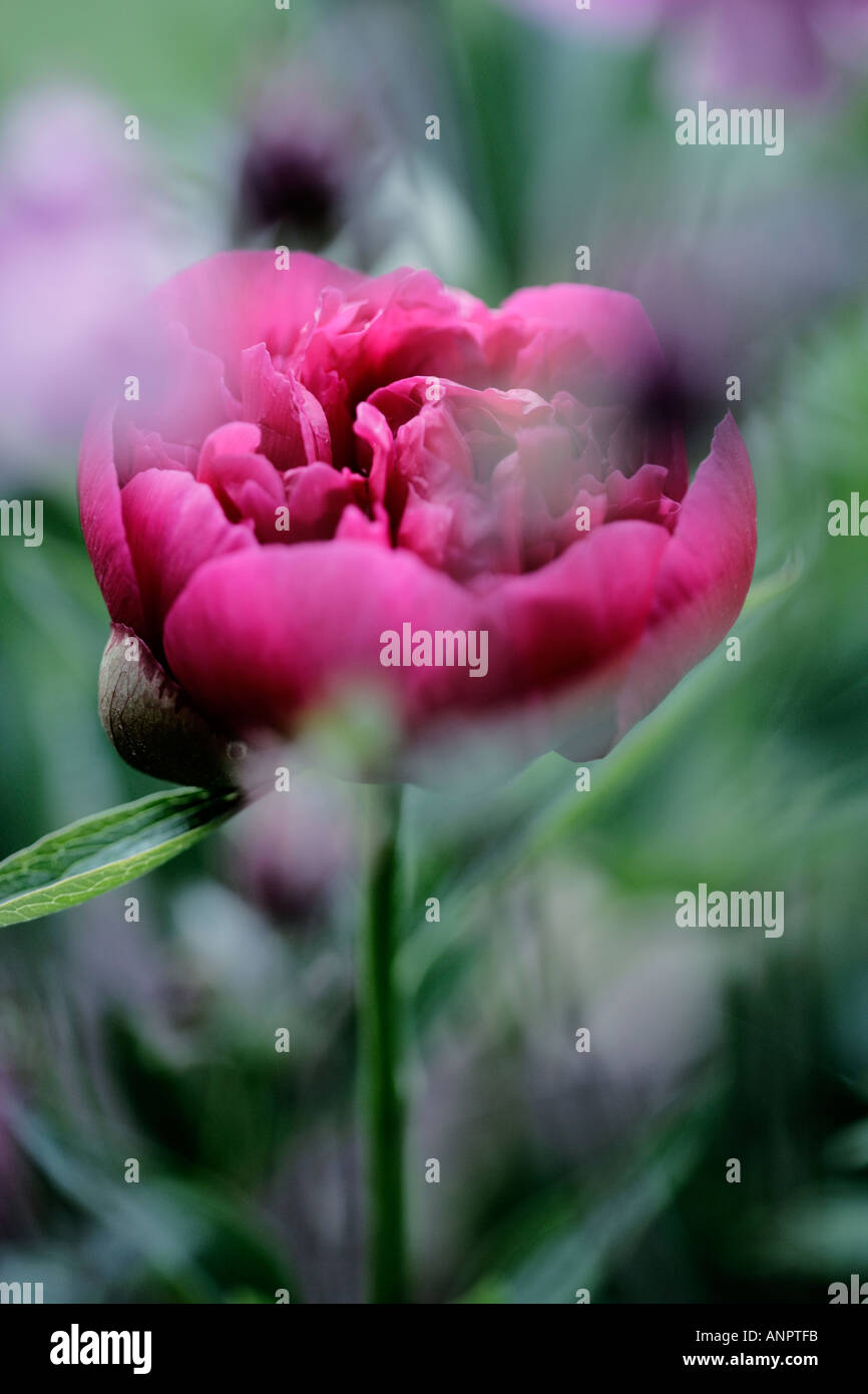 Single bright pink peony flower Stock Photo - Alamy