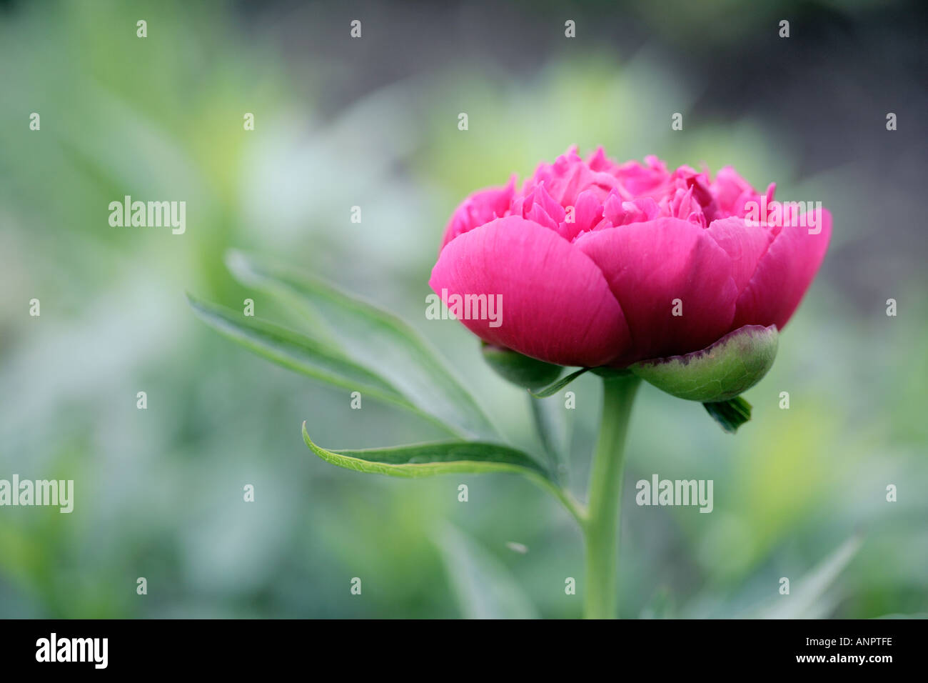 Single bright pink peony flower Stock Photo - Alamy