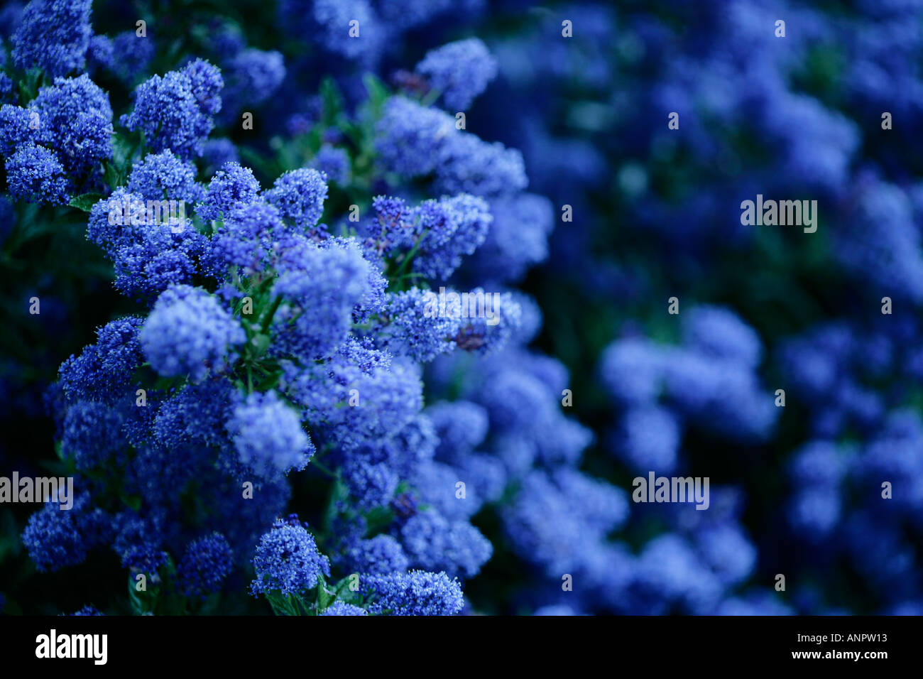 Ceanothus blue hi-res stock photography and images - Alamy