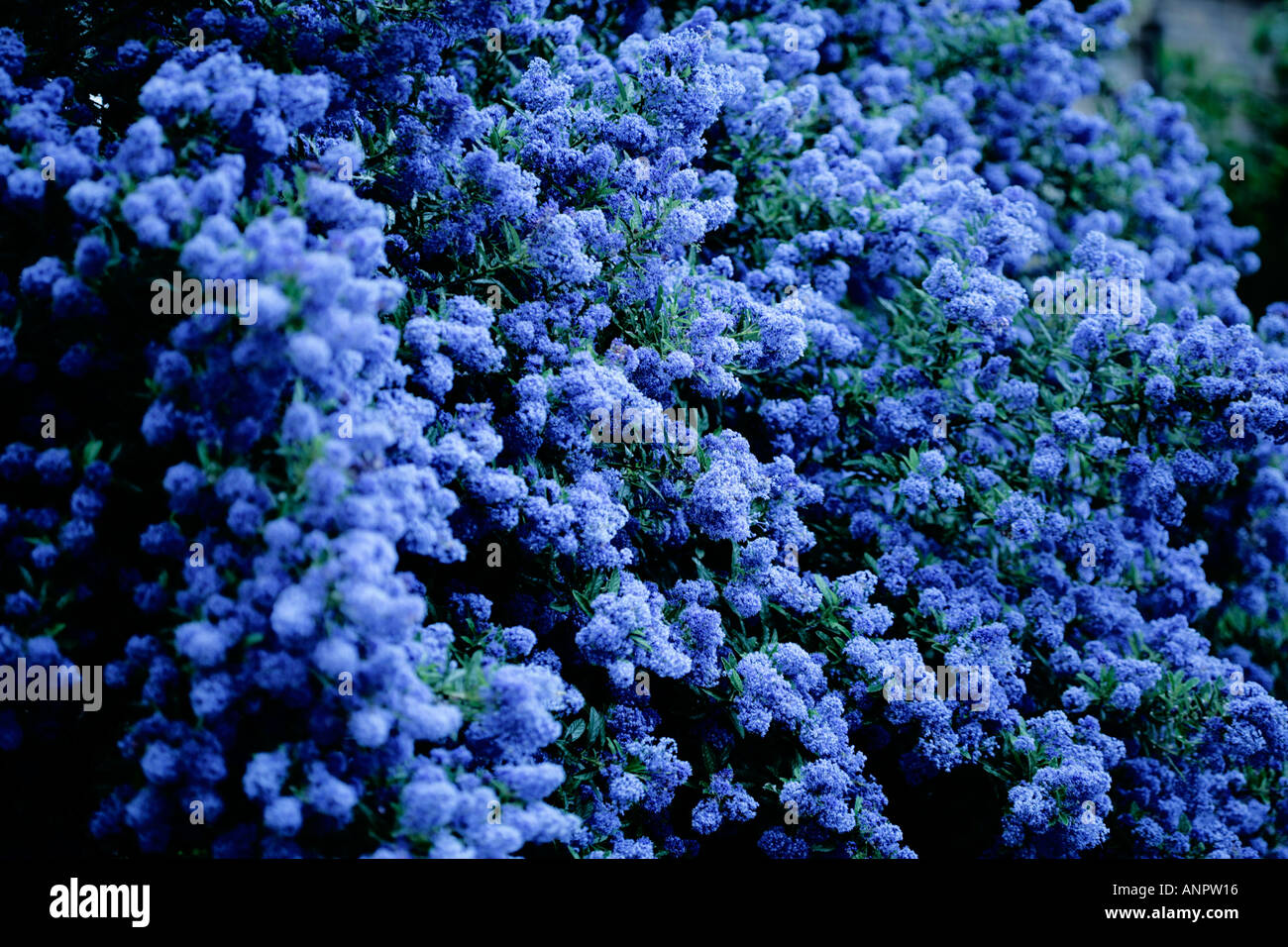 Ceanothus blue hi-res stock photography and images - Alamy