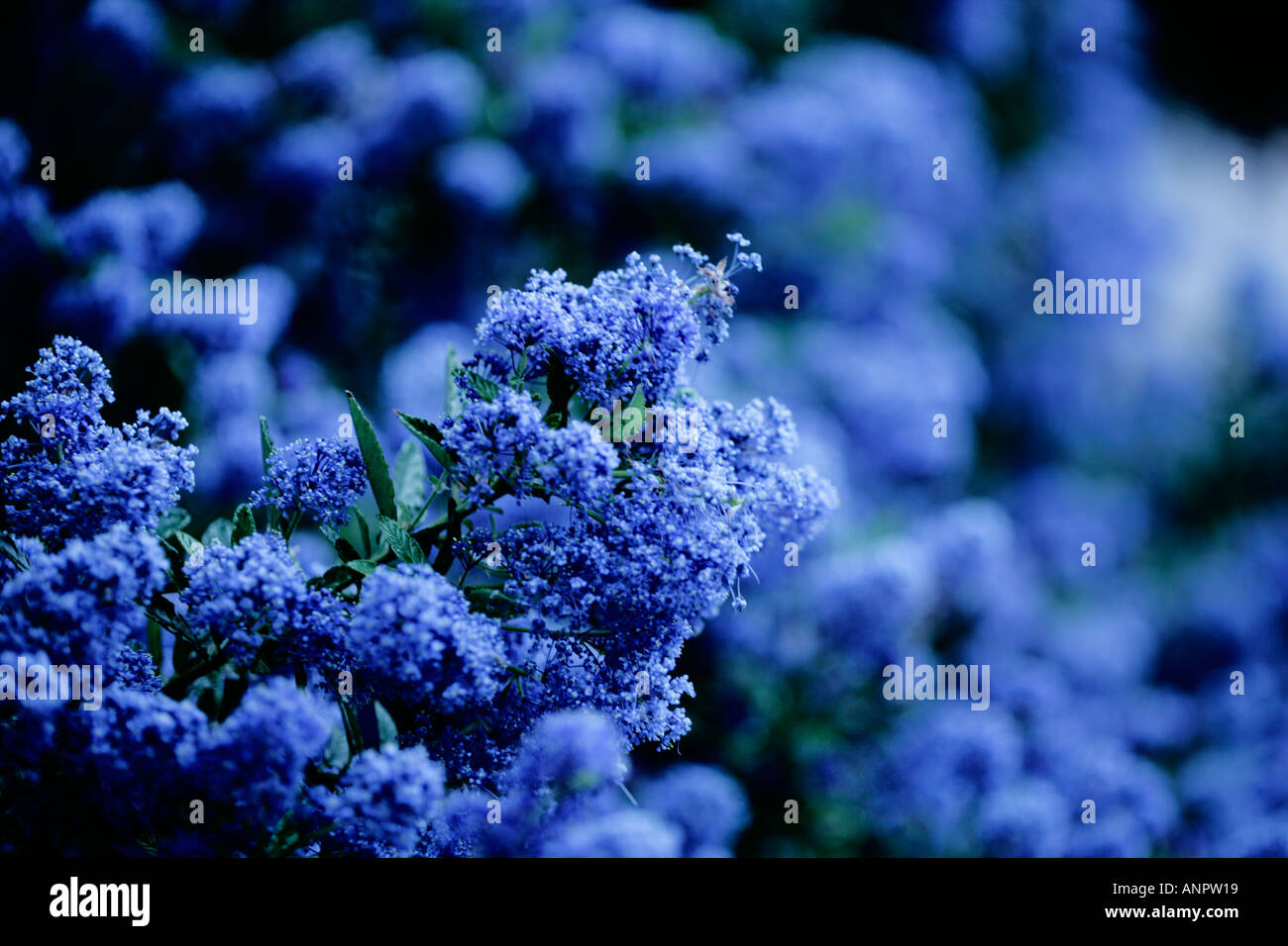 Bright blue Ceanothus shrub Stock Photo - Alamy