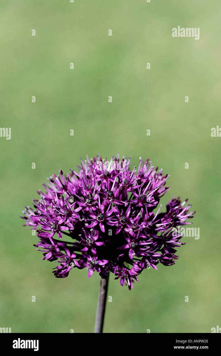 Single allium flower Stock Photo - Alamy